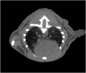 microct-imaging.png — School of Medicine University of Louisville