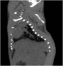 micropet-imaging-3.png — School of Medicine University of Louisville